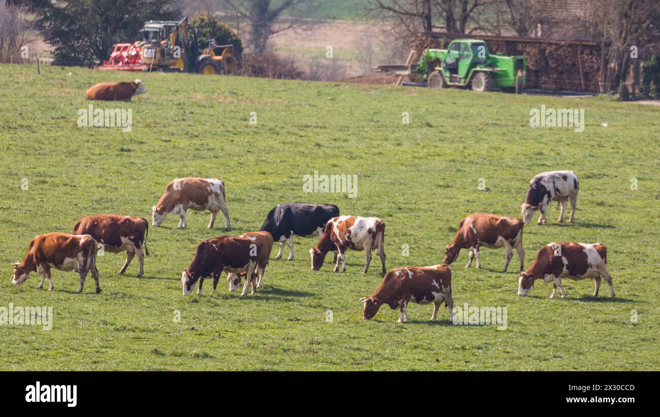 Oberglatt, Schweiz - 21. März 2022: Auf einer Wiese im Zürcher ...