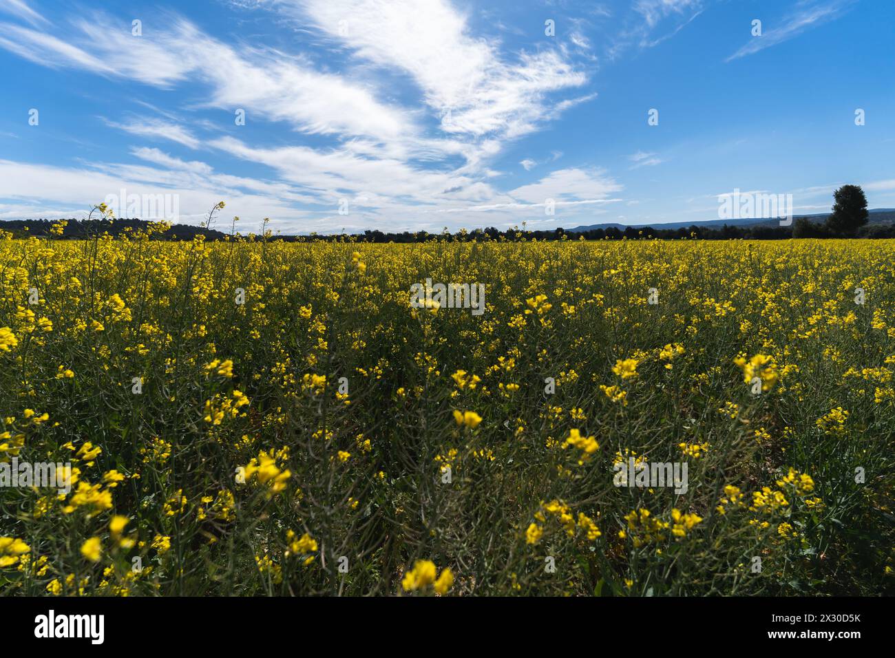 Cultivated field under sunlight with yellow and green colors and a tree ...