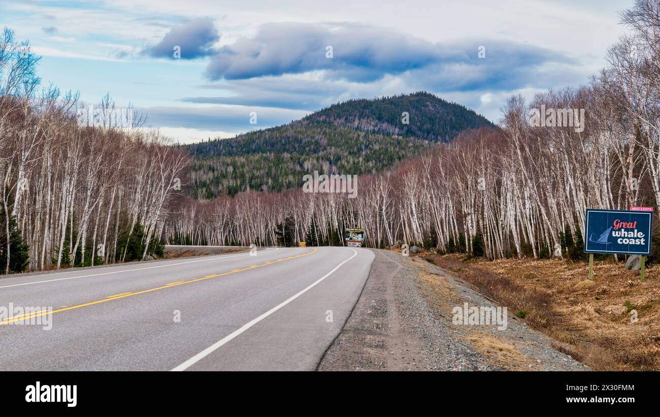 Birch Tree-lined Highway - Newfoundland Stock Photo - Alamy