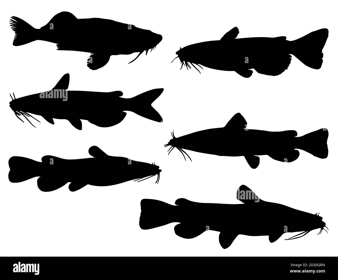 Catfish vector graphics vector vectors hi-res stock photography and ... Catfish vector graphics vector vectors hi-res stock photography and ...