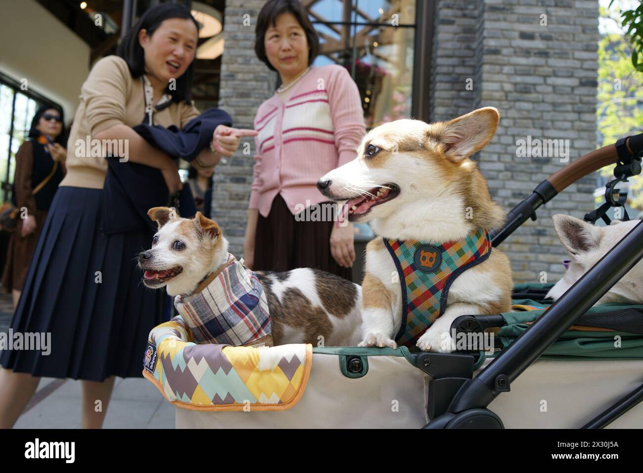 SHANGHAI, CHINA - APRIL 24, 2024 - Two visitors push a baby carriage ...