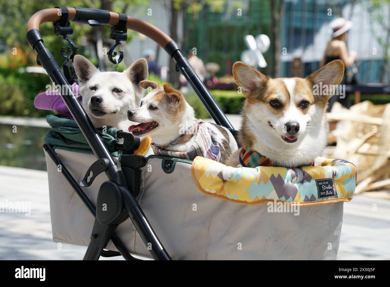 SHANGHAI, CHINA - APRIL 24, 2024 - Two visitors push a baby carriage ...