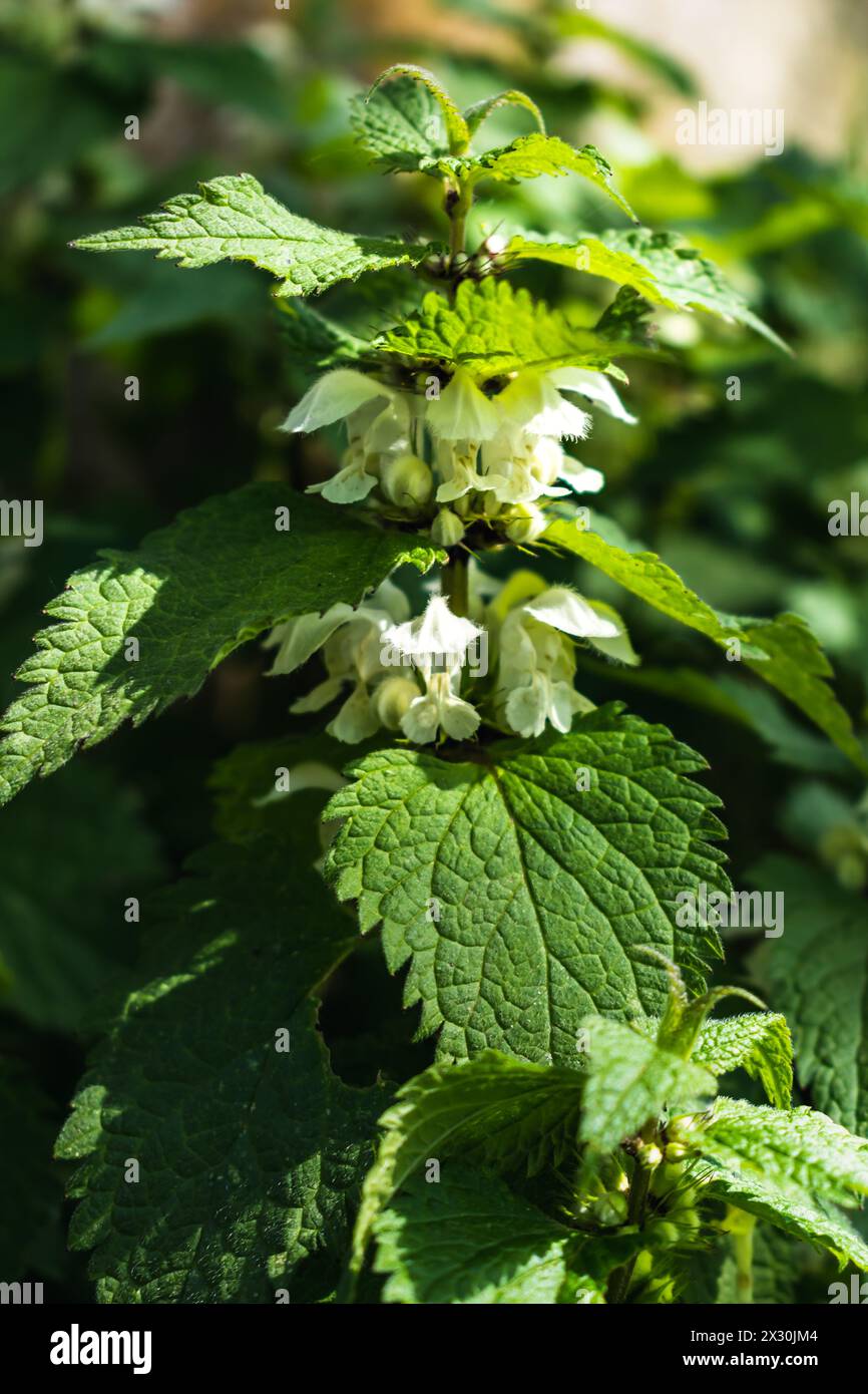 White nettle has astringent, antioxidant, tonic, expectorant and ...