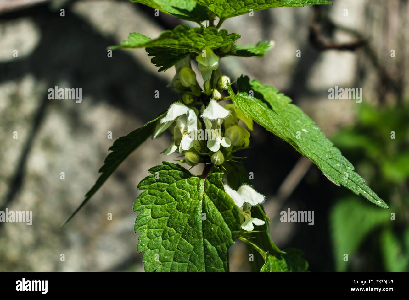 White nettle has astringent, antioxidant, tonic, expectorant and ...