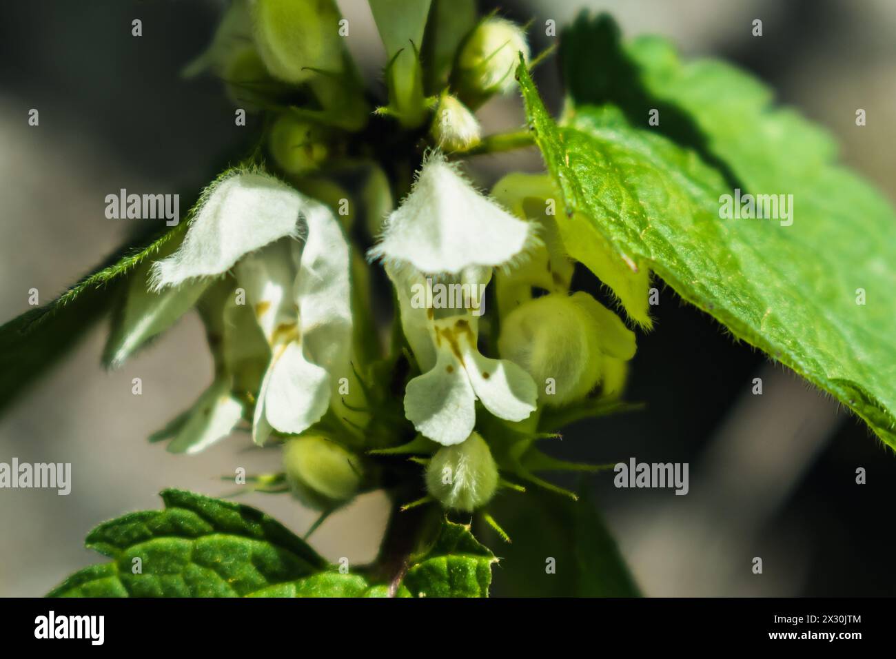 White nettle has astringent, antioxidant, tonic, expectorant and ...