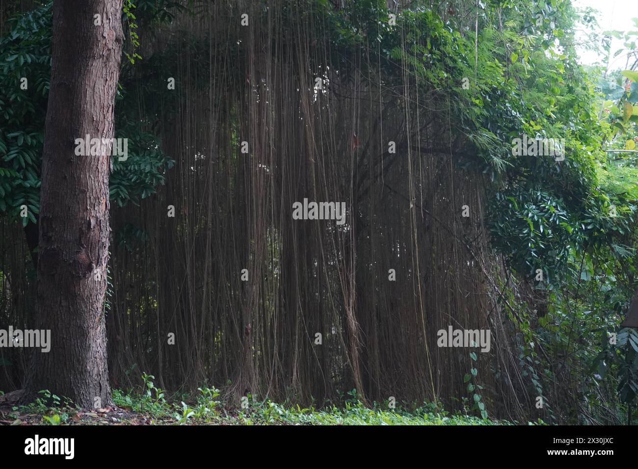 Huge banyan tree curtain in the forest in the afternoon Stock Photo - Alamy