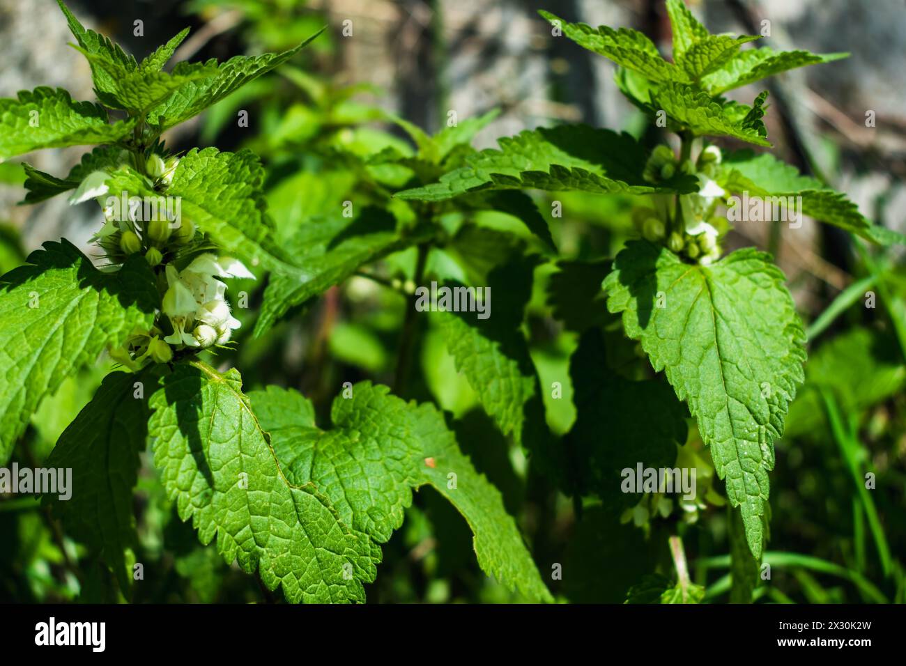 White nettle has astringent, antioxidant, tonic, expectorant and ...