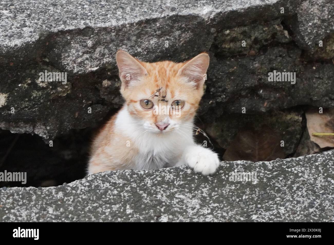 Cat surveillance camera hi-res stock photography and images - Alamy