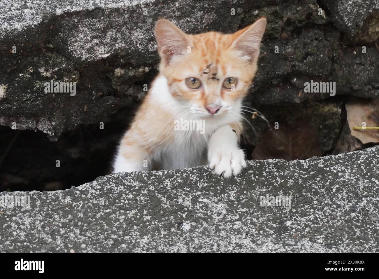 A small orange white cat peeking out behind the gutter and looking at ...