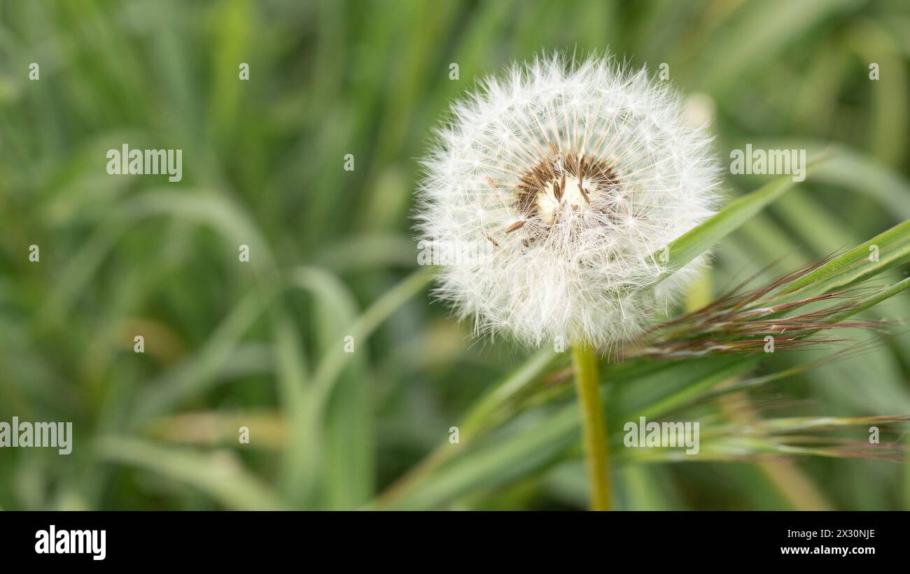 Közeli pitypang makro háttér fotó Stock Photo - Alamy
