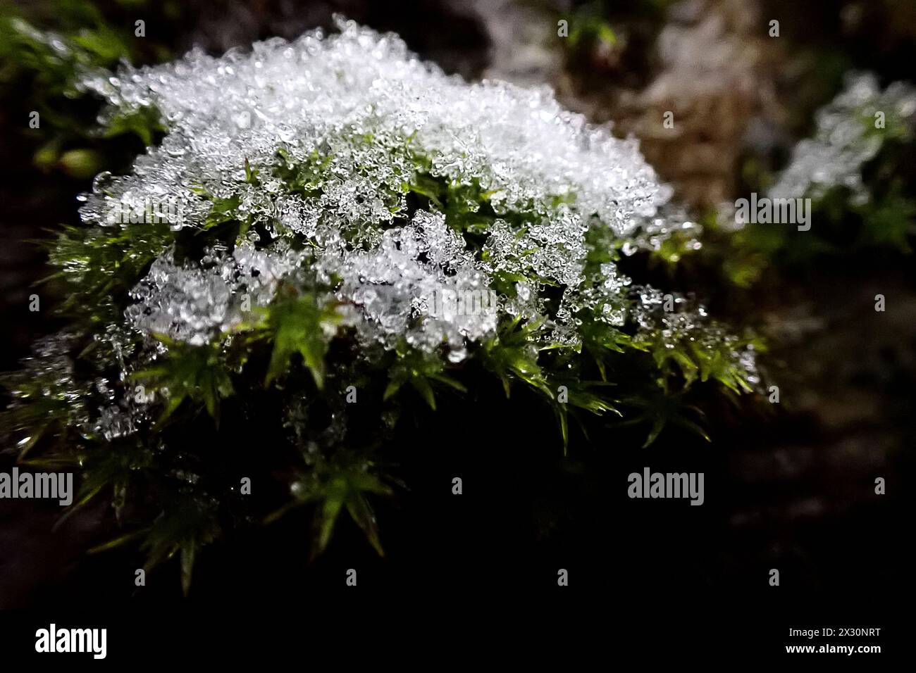 Macro view of moss covered with snow. On April 21st, heavy snowfall ...