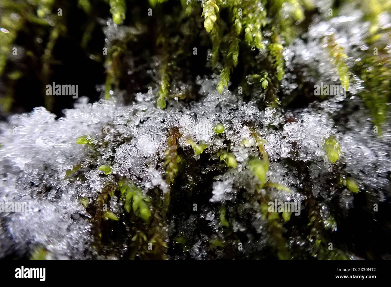 Macro view of moss covered with snow. On April 21st, heavy snowfall ...