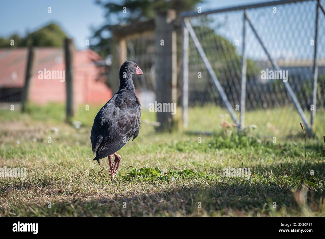 Pukeko wing hi-res stock photography and images - Alamy