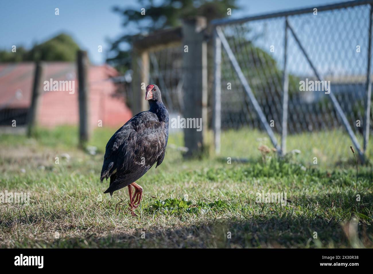 Indigenous bird species hi-res stock photography and images - Alamy