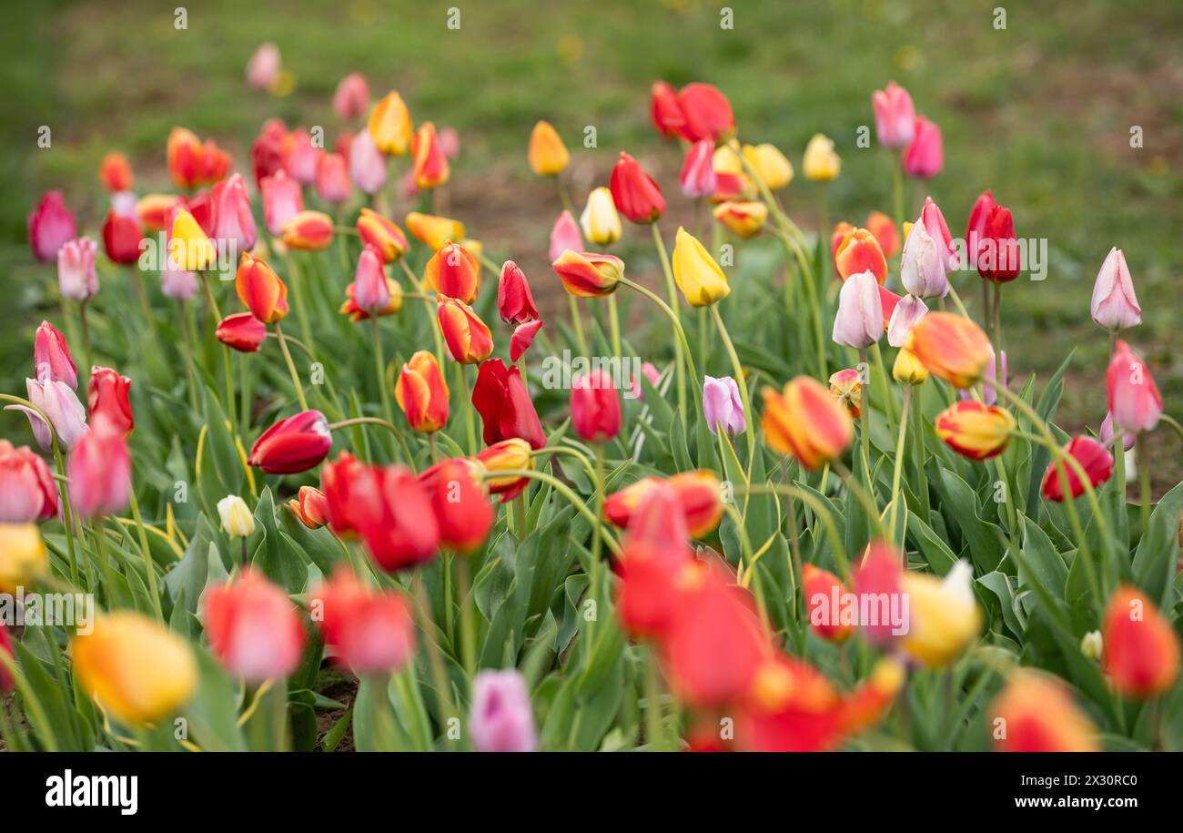 Tulpe zum schneiden hi-res stock photography and images - Alamy
