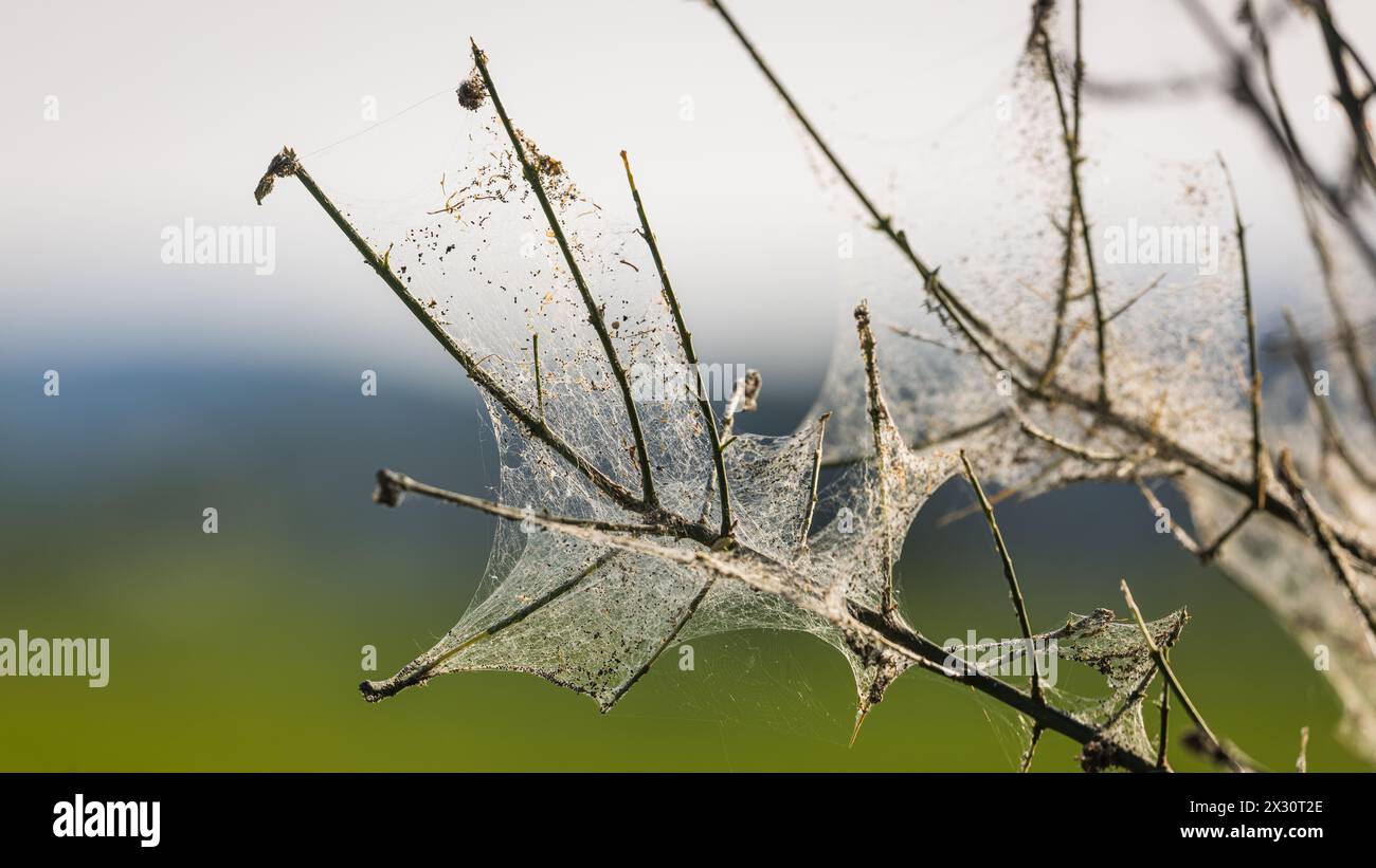 Raupen netz hi-res stock photography and images - Alamy