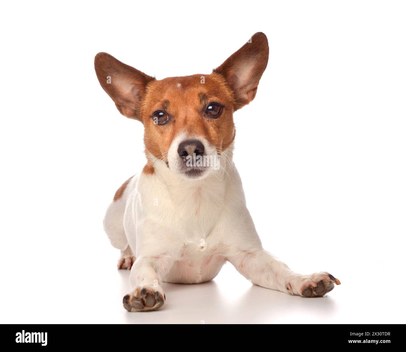 Five year old Jack Russell Terrier on a white studio background ...