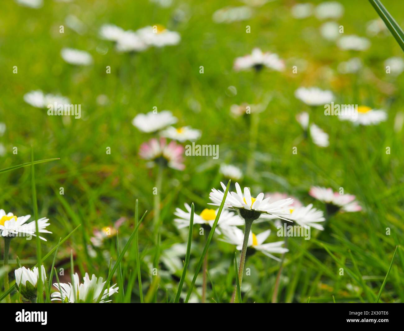 Beautiful daisies in the lawn, beauty of nature, wild flowers close up ...