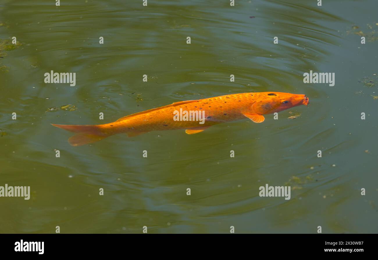 Japanische Karpfen im Parkweiher im Kurzpark in der Aargauer Gemeinde ...