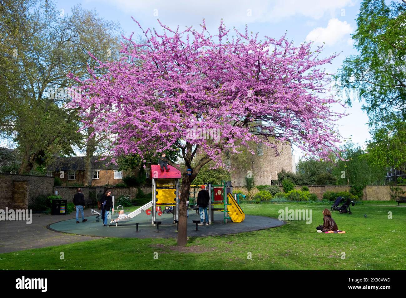 Pink tree blossoms in spring playground families children in St John at ...