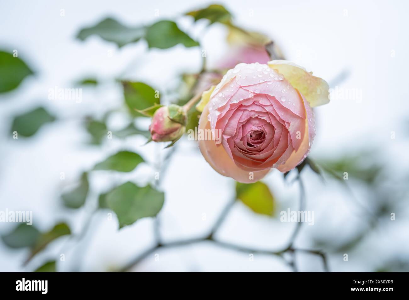 Rosa 'Eden' also known as 'Pierre de Ronsard', 'MEIviolin', and 'Eden ...