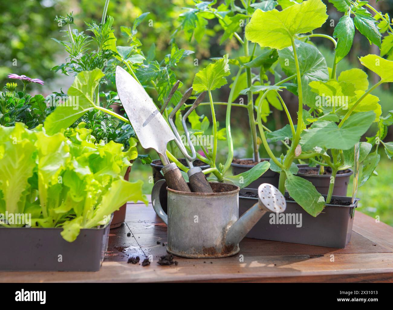 gardening tools with lettuce ready to plant and vegetable seedlings in ...