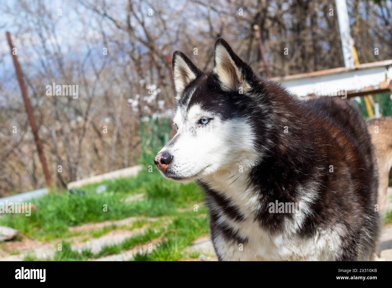 husky dog photos during walking Stock Photo - Alamy