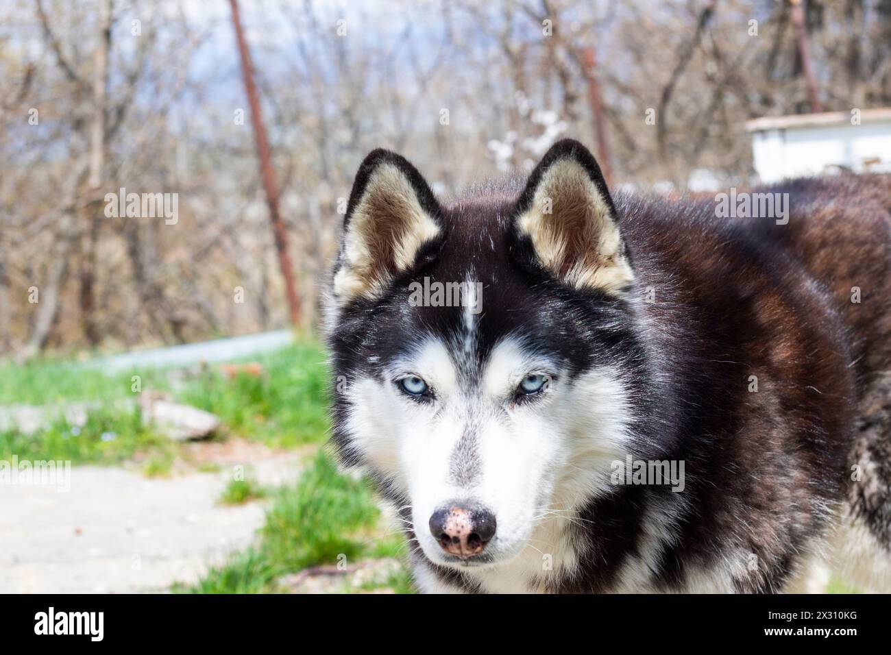 husky dog photos during walking Stock Photo - Alamy
