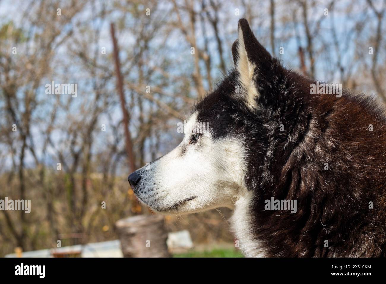 husky dog photos during walking Stock Photo - Alamy