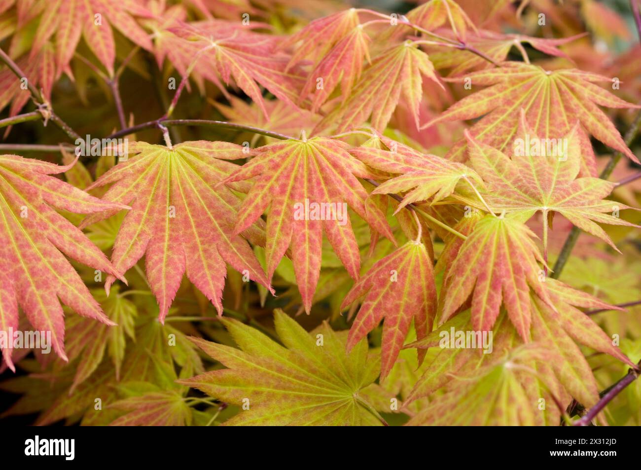 Acer shirasawanum 'Moonrise' Stock Photo - Alamy