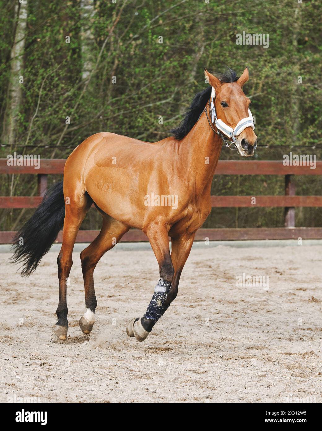 A sorrel horse with black mane and tail gallops across an open arena ...