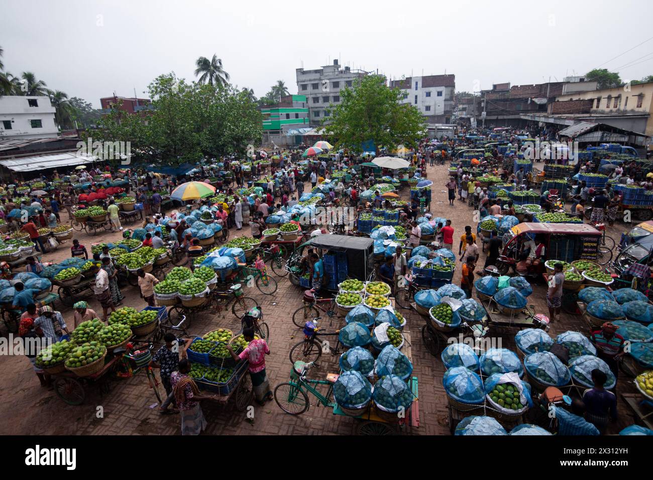 Chapainawabganj, Rajshahi, Bangladesh. 24th Apr, 2024. Thousands of ...