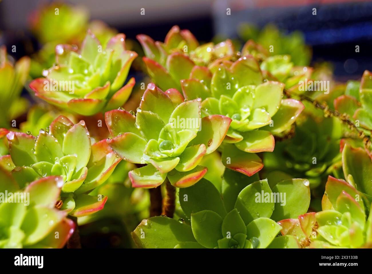 Rosettes of leaves of the Sedum plant of the Crassulaceae family ...