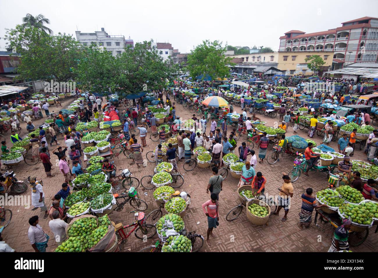 Chapainawabganj, Rajshahi, Bangladesh. 24th Apr, 2024. Thousands of ...