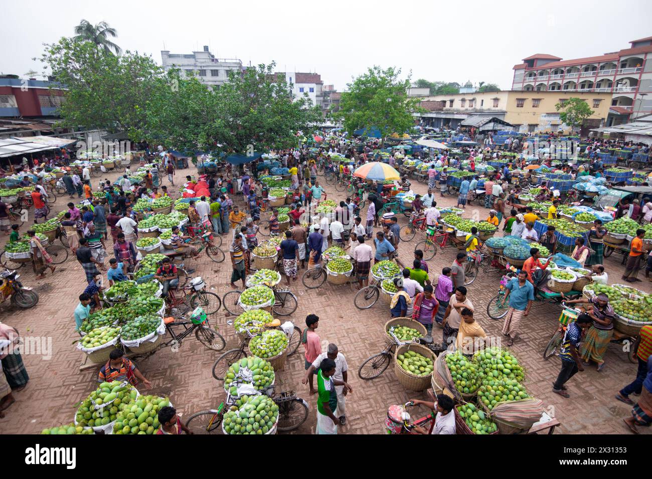 Chapainawabganj, Rajshahi, Bangladesh. 24th Apr, 2024. Thousands of ...