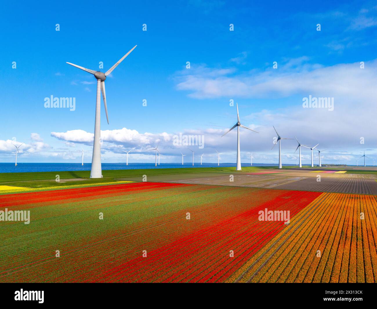 windmill park with spring flowers, windmill park in the Netherlands ...