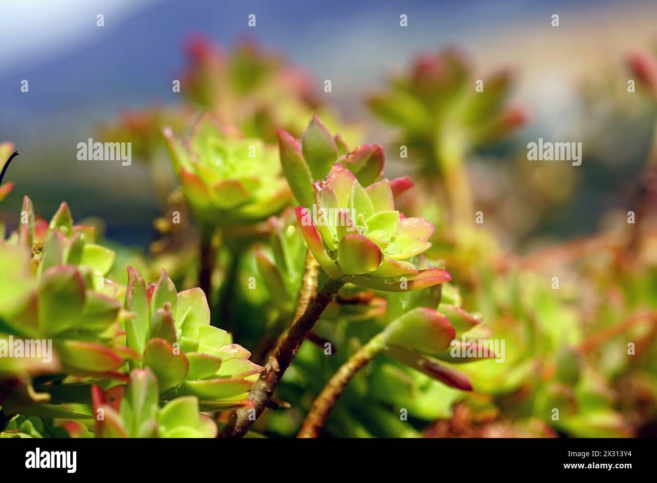 Green leaves with red edges of the succulent Sedum palmeri from the ...