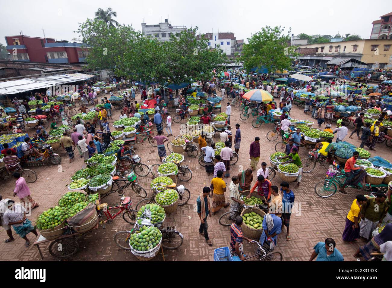 Chapainawabganj, Rajshahi, Bangladesh. 24th Apr, 2024. Thousands of ...