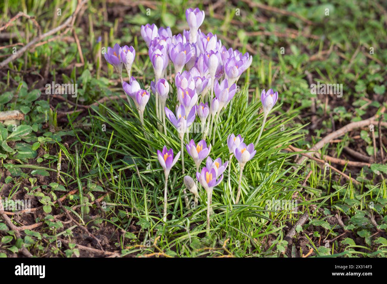 Early Crocus Lilac Beauty after rainfall Herefordshire England UK ...