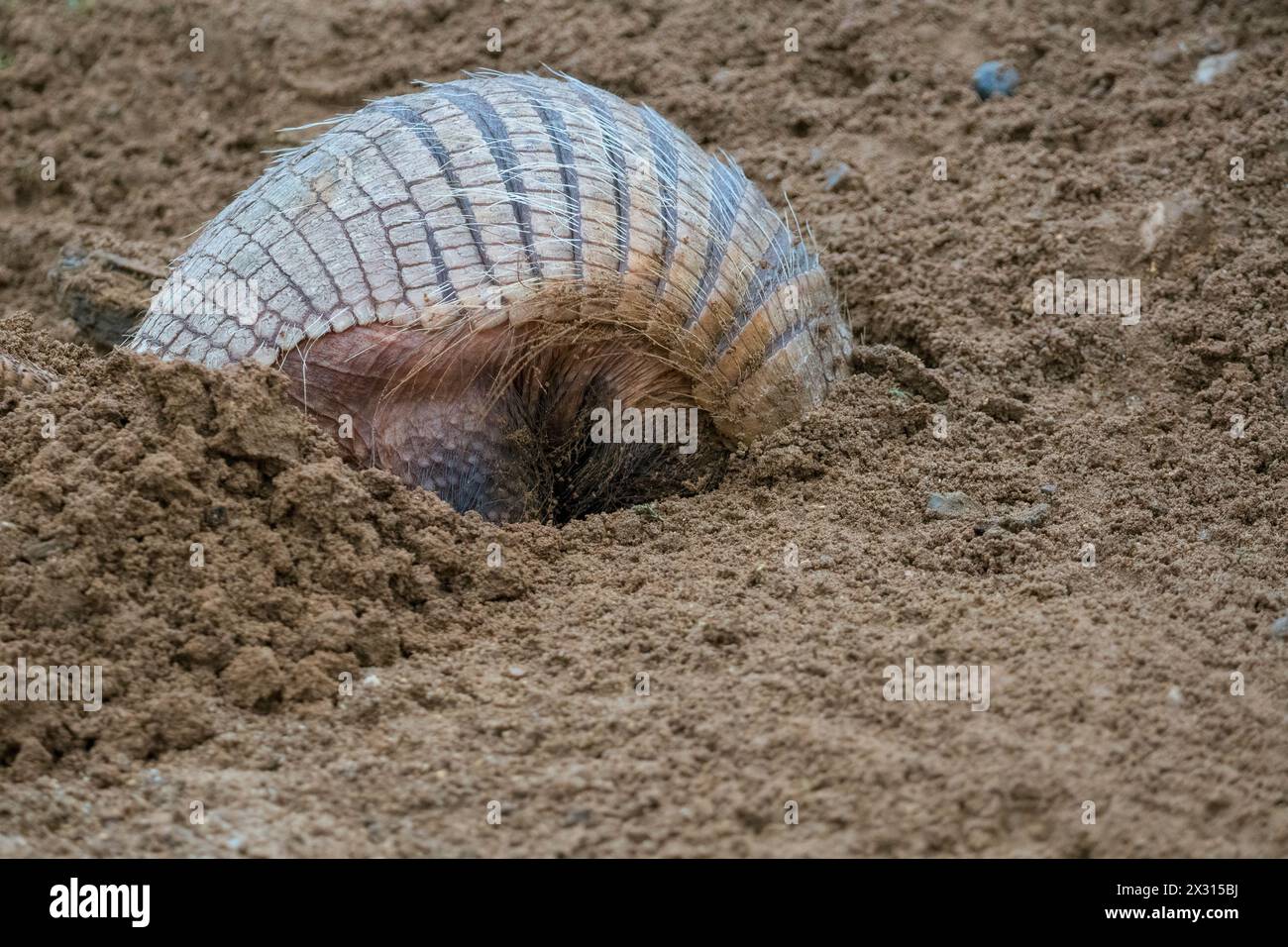 Six banded Armadillo (Euphractus Sexinctus) burrowing in soil at Jimmy ...