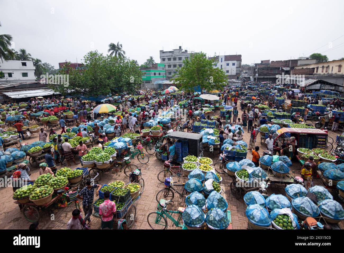 Chapainawabganj, Rajshahi, Bangladesh. 24th Apr, 2024. Thousands of ...