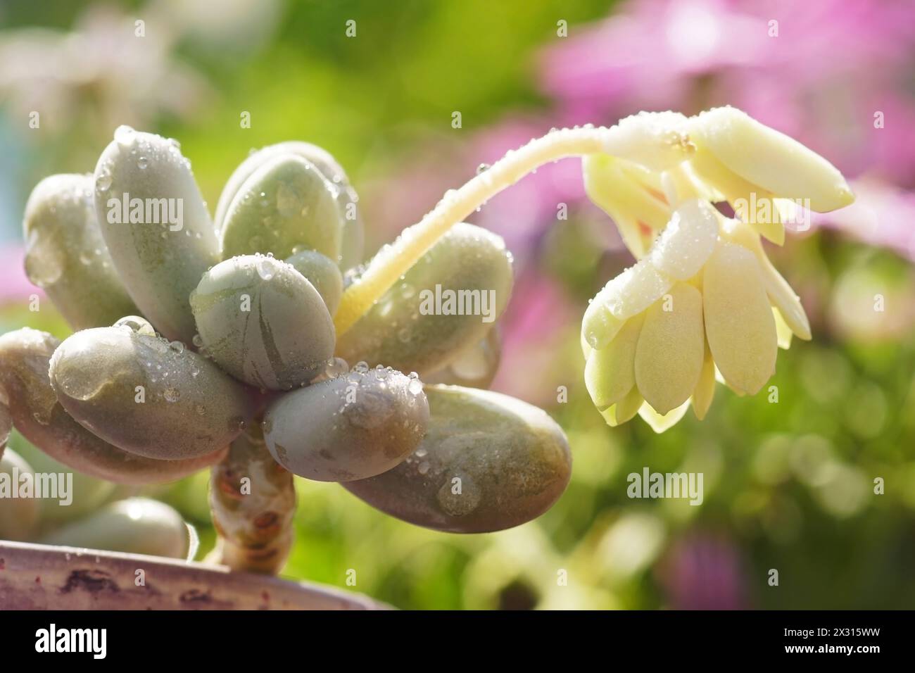 The plant Pachyphytum oviferum has released an arrow with flower buds ...