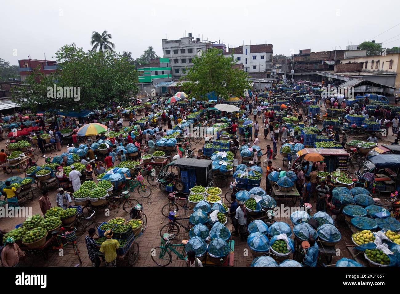 Chapainawabganj, Rajshahi, Bangladesh. 24th Apr, 2024. Thousands of ...