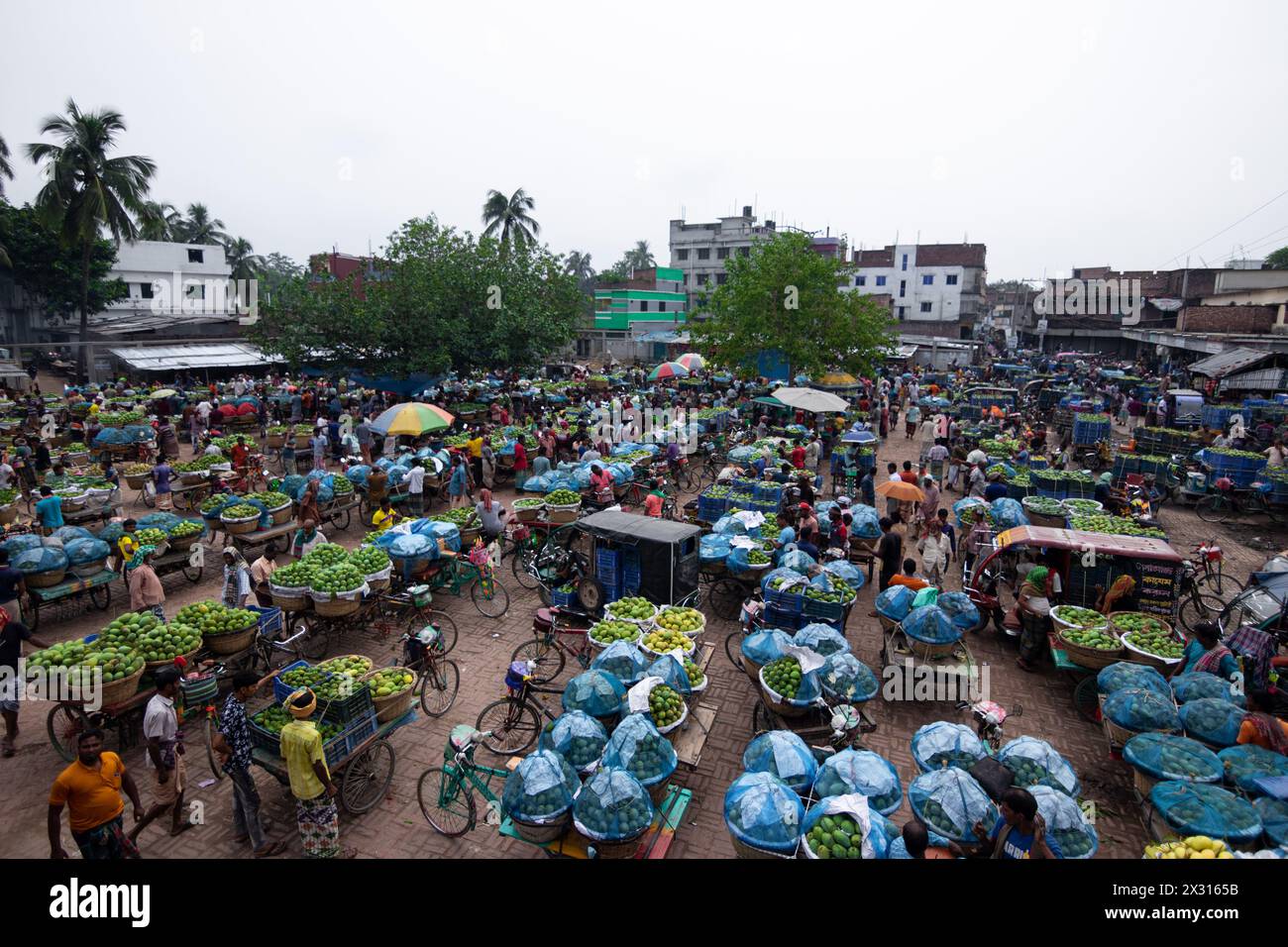 Chapainawabganj, Rajshahi, Bangladesh. 24th Apr, 2024. Thousands of ...