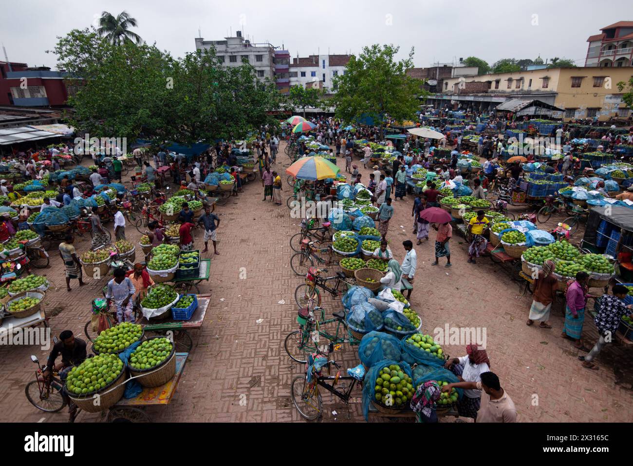 Chapainawabganj, Rajshahi, Bangladesh. 24th Apr, 2024. Thousands of ...