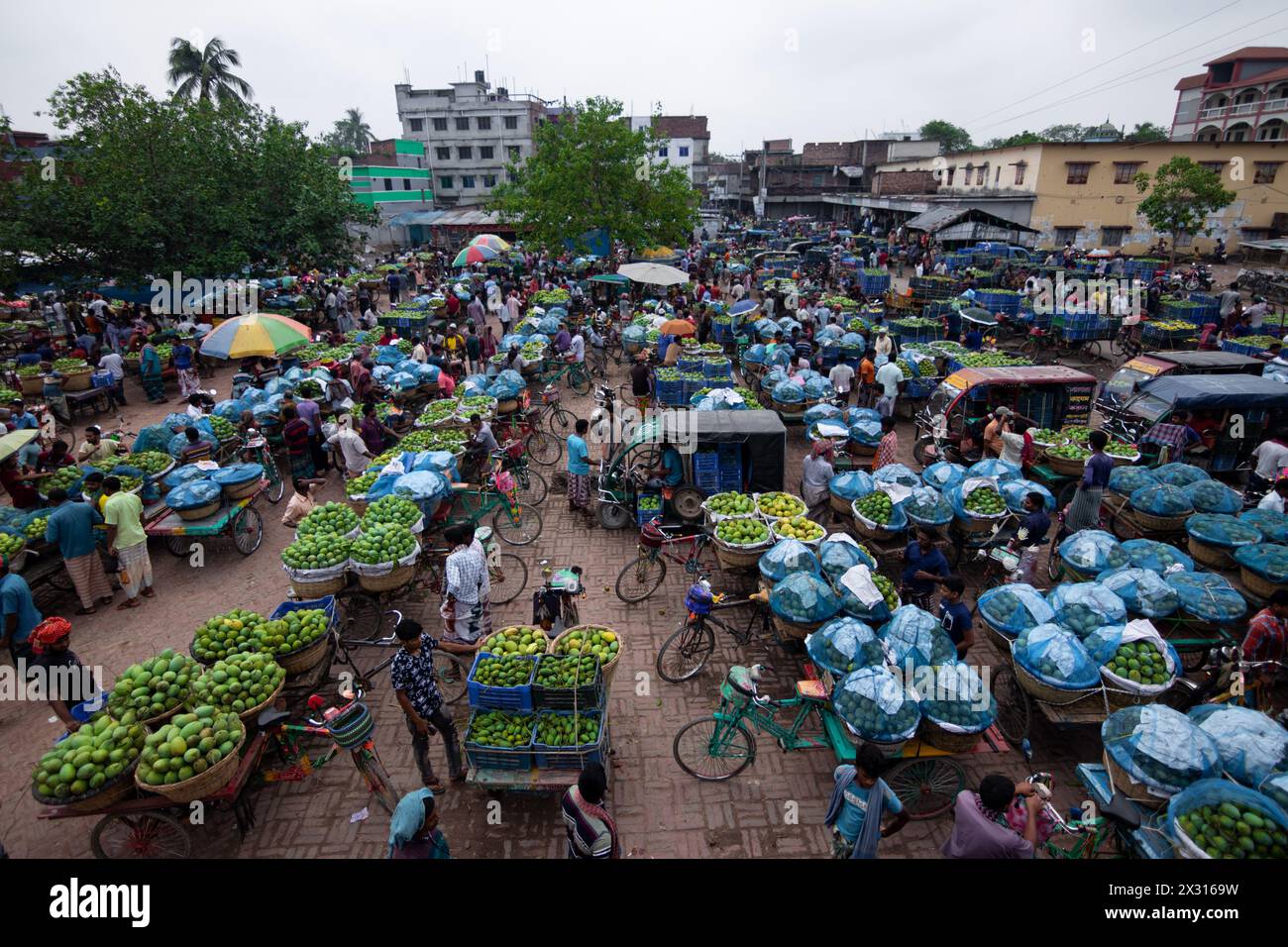 Chapainawabganj, Rajshahi, Bangladesh. 24th Apr, 2024. Thousands of ...