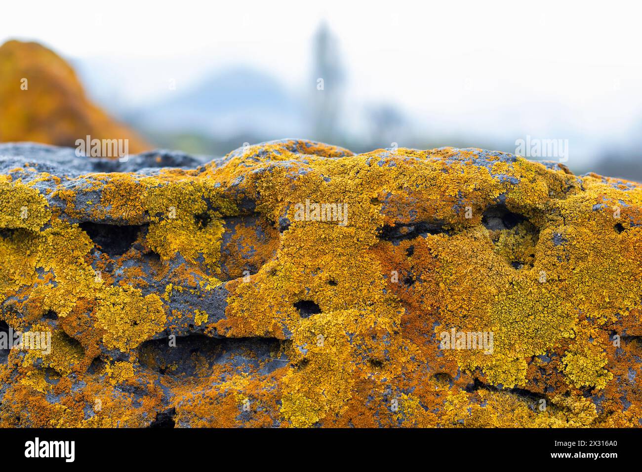 Xanthoria candelaria on the rock background Stock Photo - Alamy