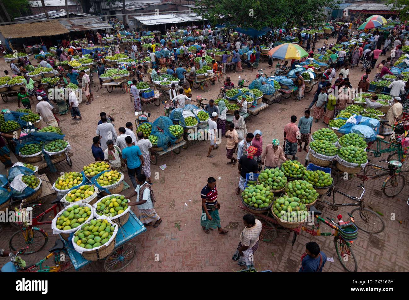 Chapainawabganj, Rajshahi, Bangladesh. 24th Apr, 2024. Thousands of ...