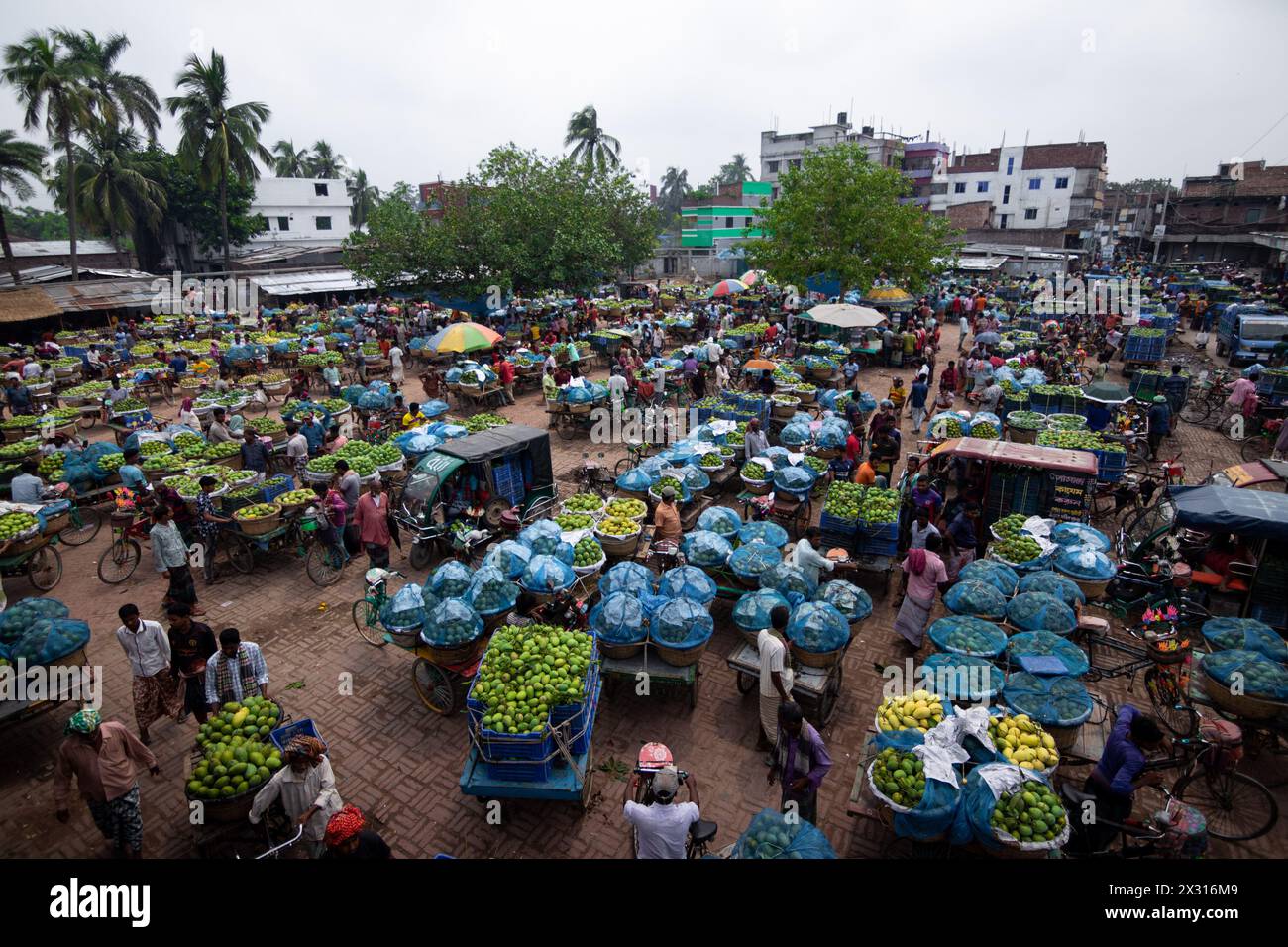 Chapainawabganj, Rajshahi, Bangladesh. 24th Apr, 2024. Thousands of ...