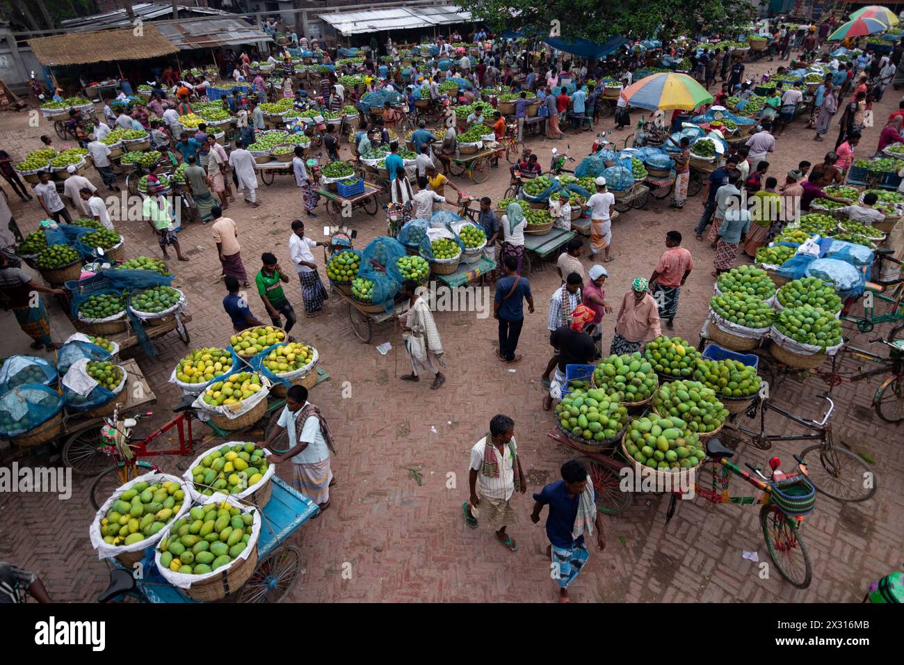 Chapainawabganj, Rajshahi, Bangladesh. 24th Apr, 2024. Thousands of ...